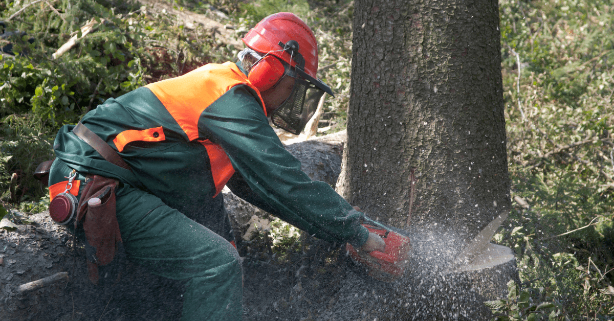 Tree Notching: Understanding Professional Arborist Methods