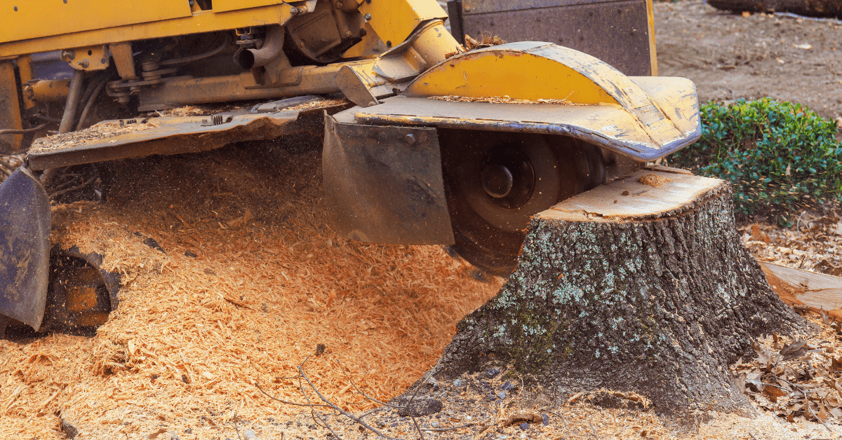 Stump Grinding FAQs: How It Works and When to Use It